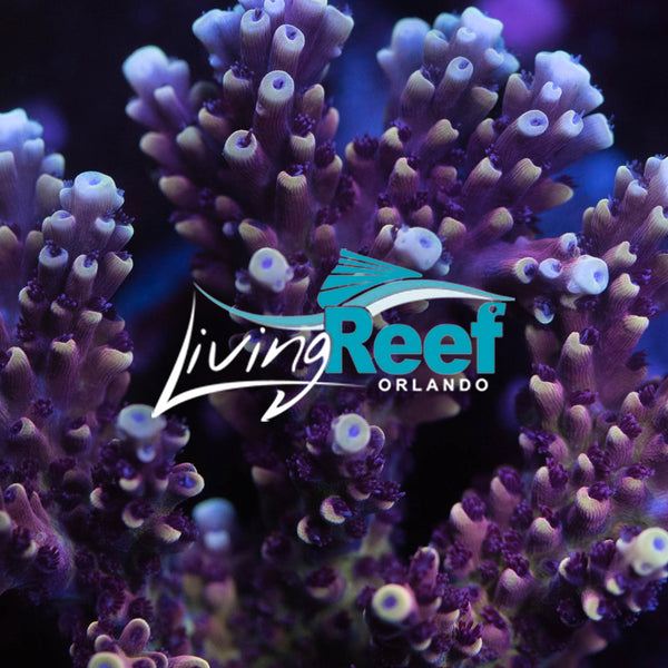 Buy Coral Online | Saltwater Aquarium Specialist | Living Reef Orlando